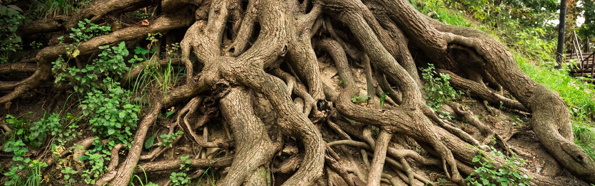Quintessential Stories – Root And Seed